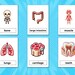 24 Body Organs Flash Cards Printable for Kids (montessori Cards ...