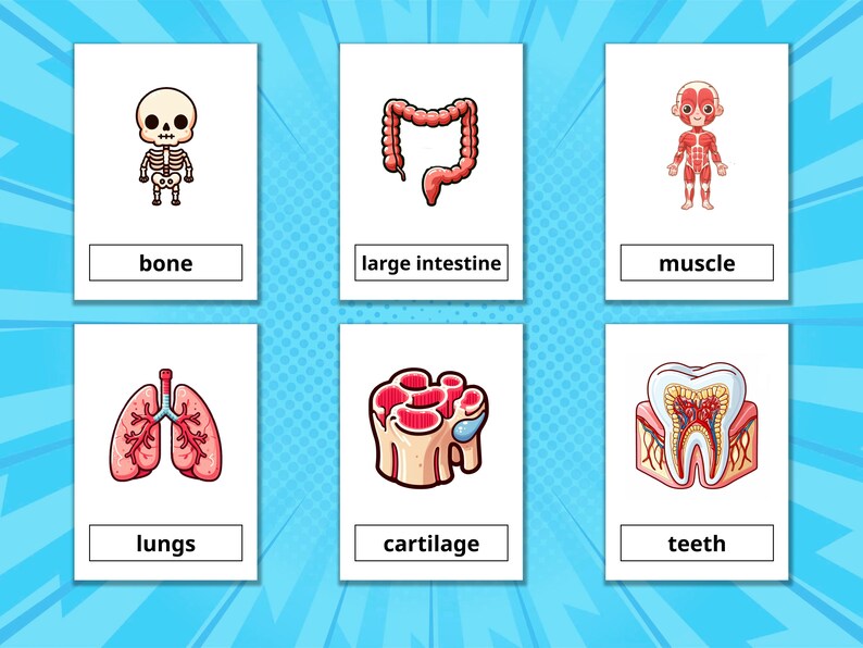 24 Body Organs Flash Cards Printable for Kids (montessori Cards ...