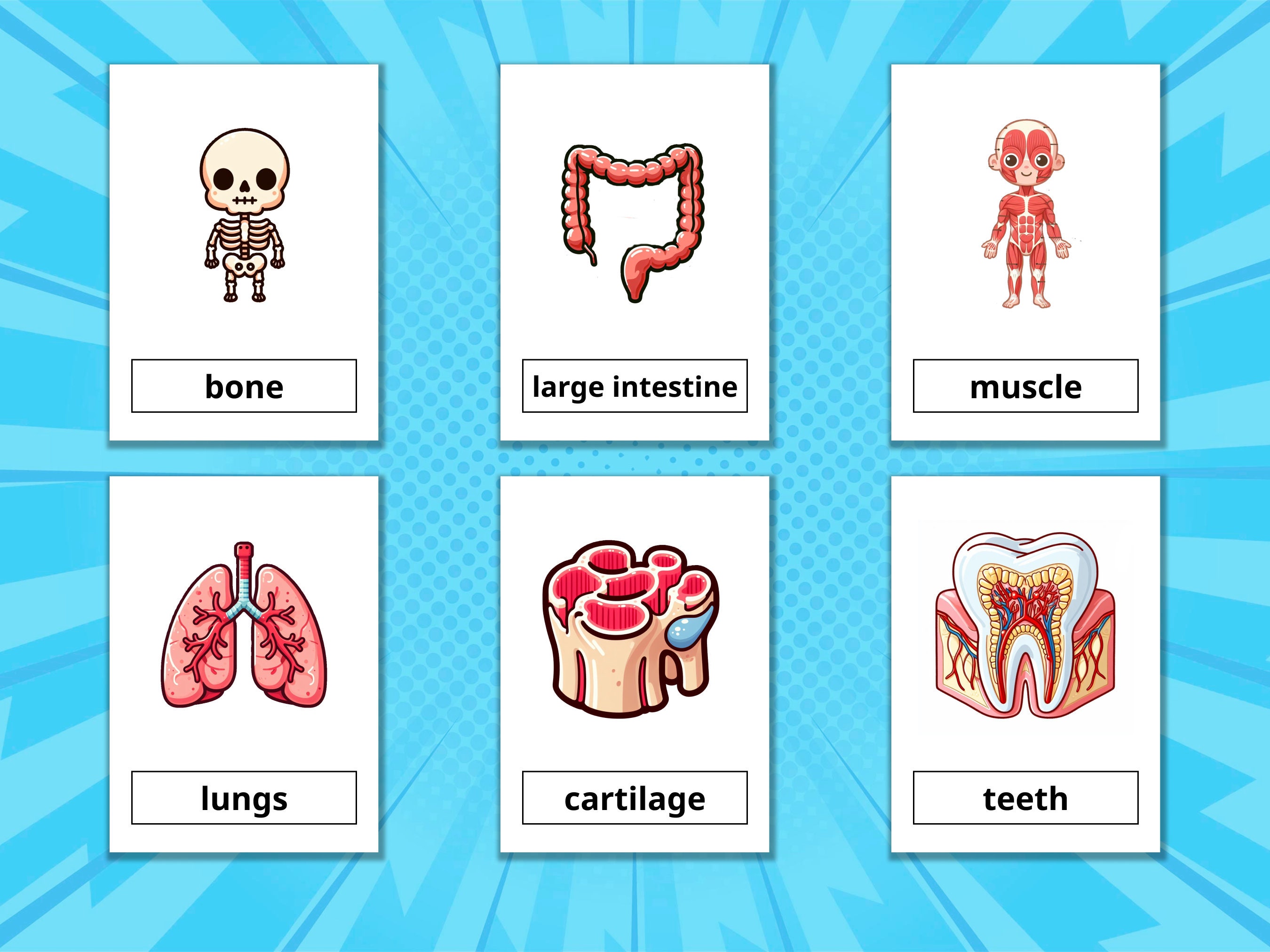 24 Body Organs Flash Cards Printable for Kids (montessori Cards ...