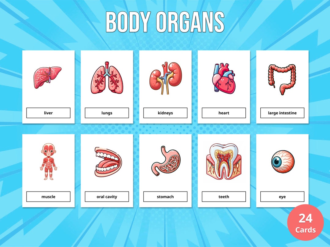 24 Body Organs Flash Cards Printable for Kids (montessori Cards ...