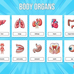 24 Body Organs Flash Cards Printable for Kids (montessori Cards ...