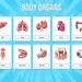 24 Body Organs Flash Cards Printable for Kids montessori Cards ...