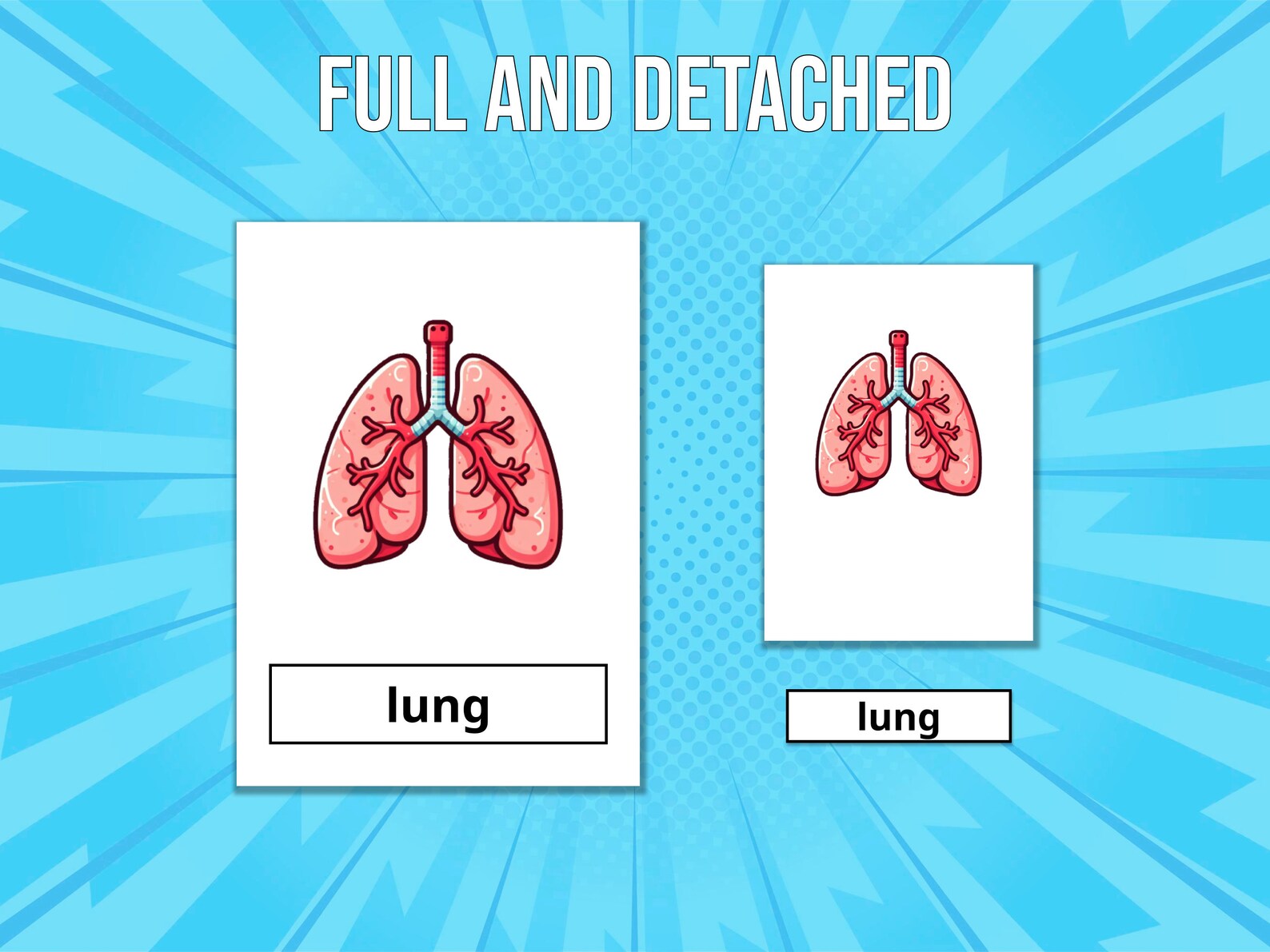24 Body Organs Flash Cards Printable for Kids (montessori Cards ...