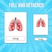 24 Body Organs Flash Cards Printable for Kids (montessori Cards ...