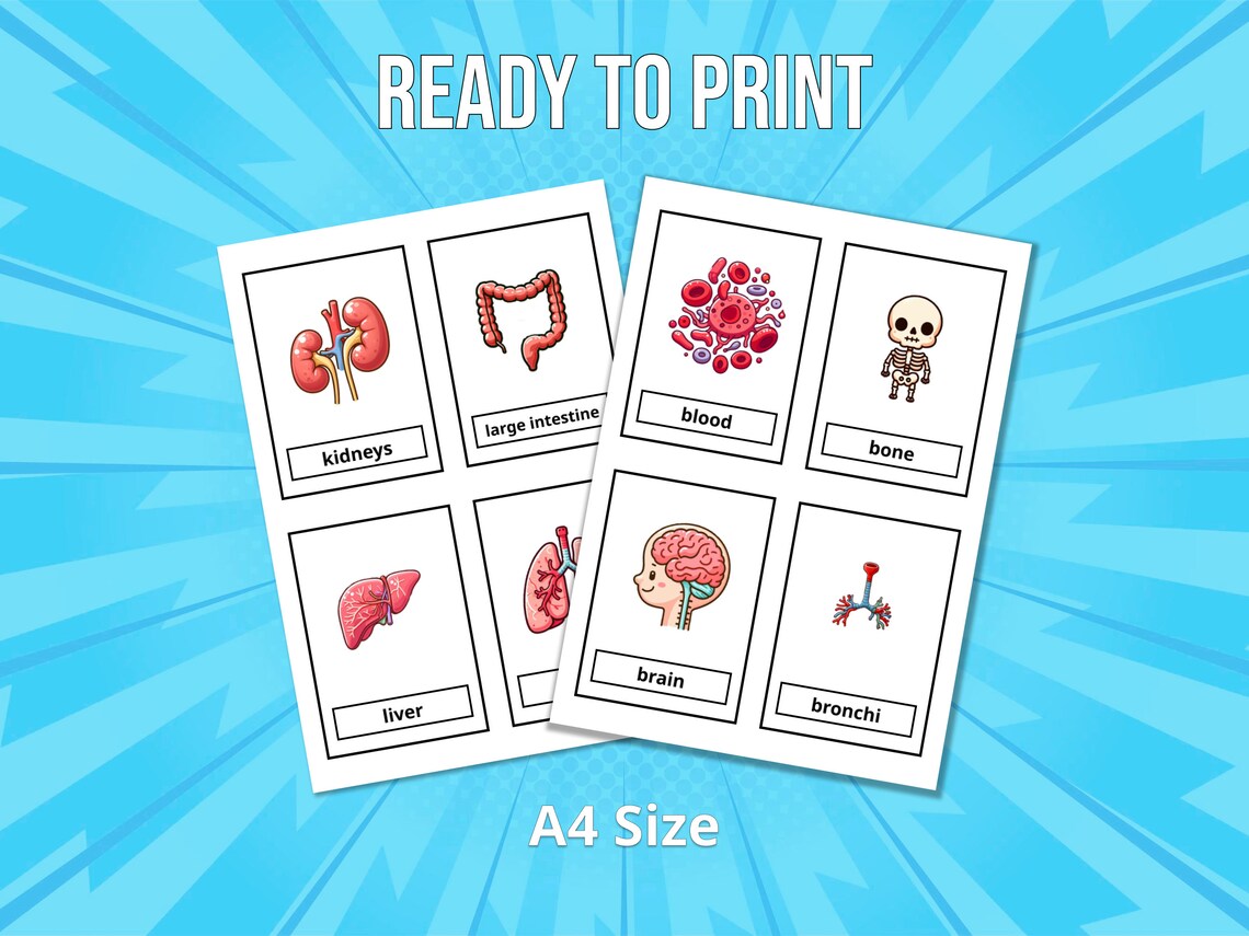 24 Body Organs Flash Cards Printable for Kids (montessori Cards ...