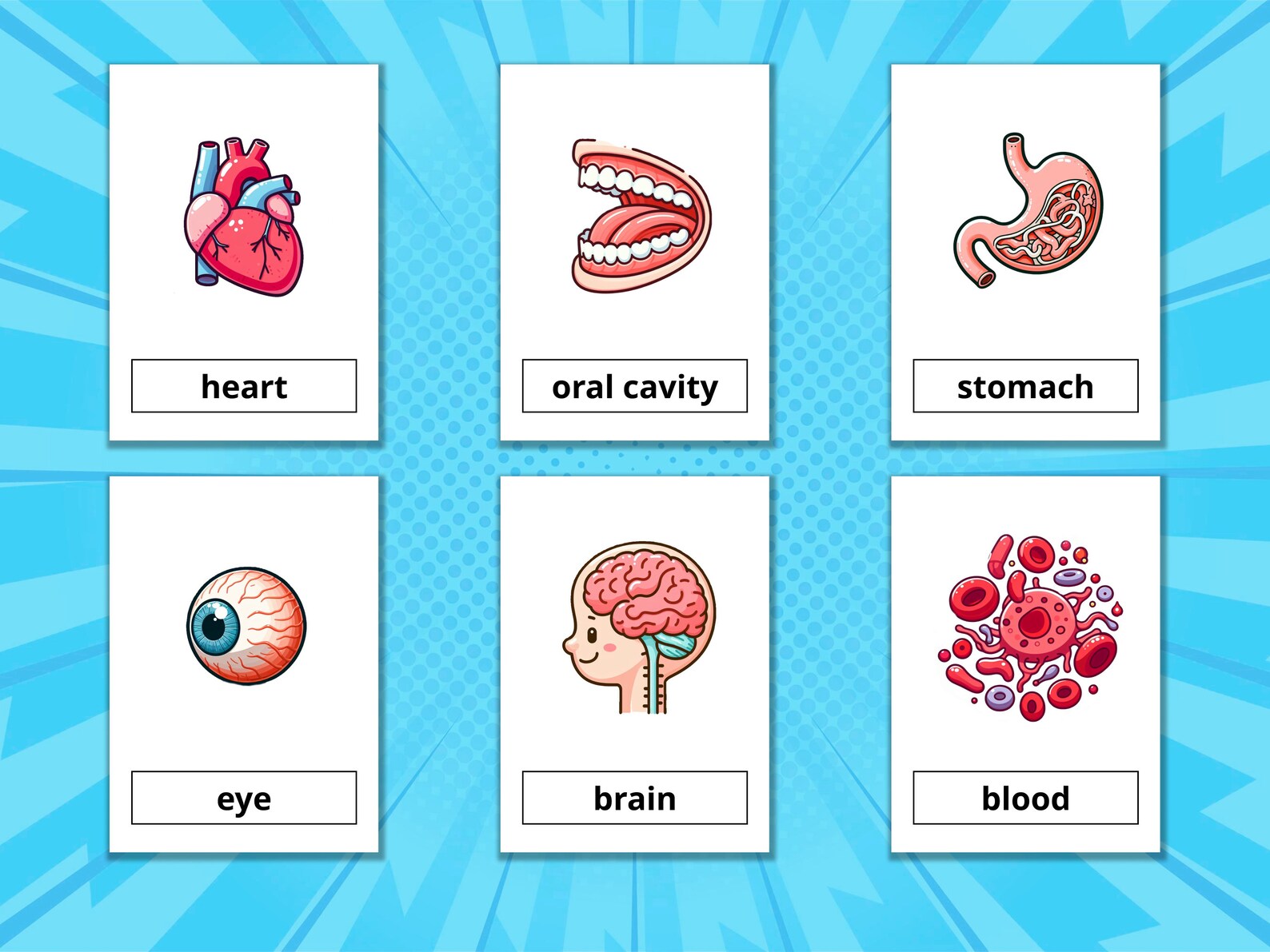 24 Body Organs Flash Cards Printable for Kids (montessori Cards ...