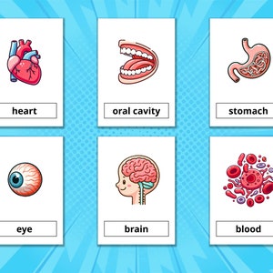 24 Body Organs Flash Cards Printable for Kids (montessori Cards ...