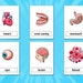 24 Body Organs Flash Cards Printable for Kids (montessori Cards ...