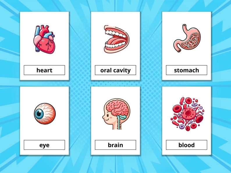 24 Body Organs Flash Cards Printable for Kids (montessori Cards ...