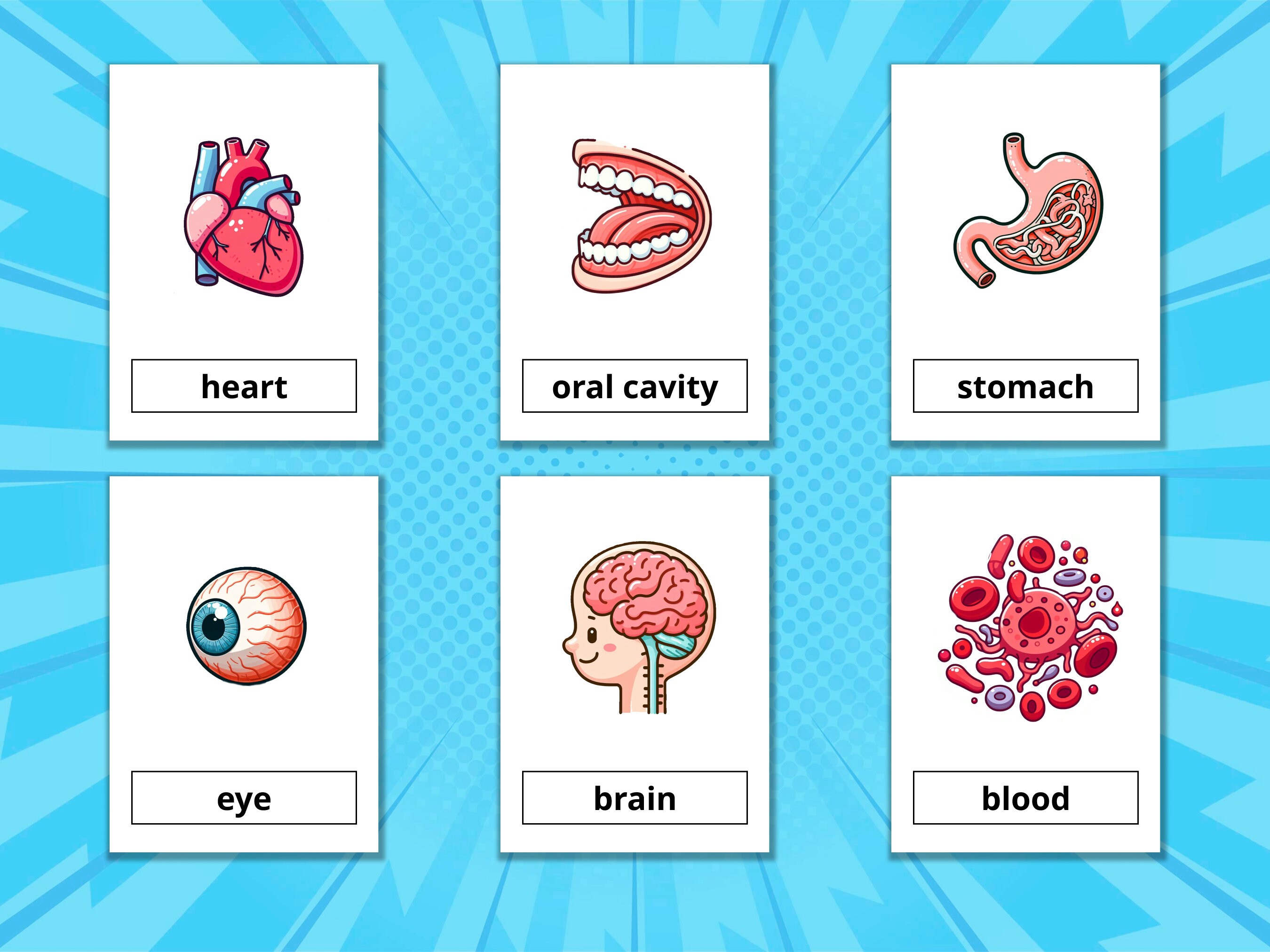 24 Body Organs Flash Cards Printable for Kids (montessori Cards ...