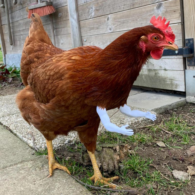 Chicken Arms - Etsy