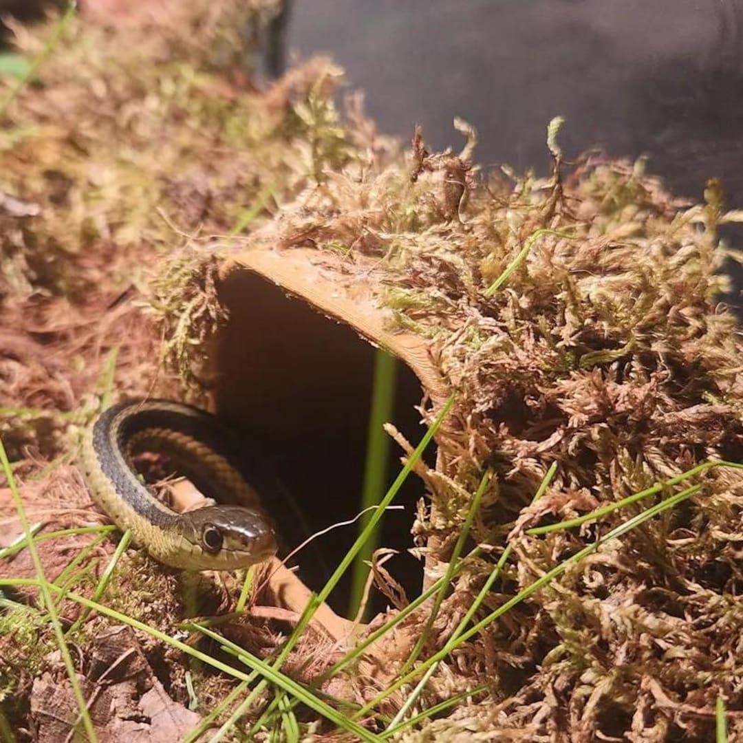 Burrow Buddy: Snake Hide, Enrichment-decor Arachnid, Snakes, Reptile, Jumping-spider, Amphibian ...