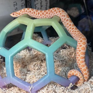 Rainbow Glow-in-dark Snake Climber: Enrichment-decor Arachnid, Snakes ...