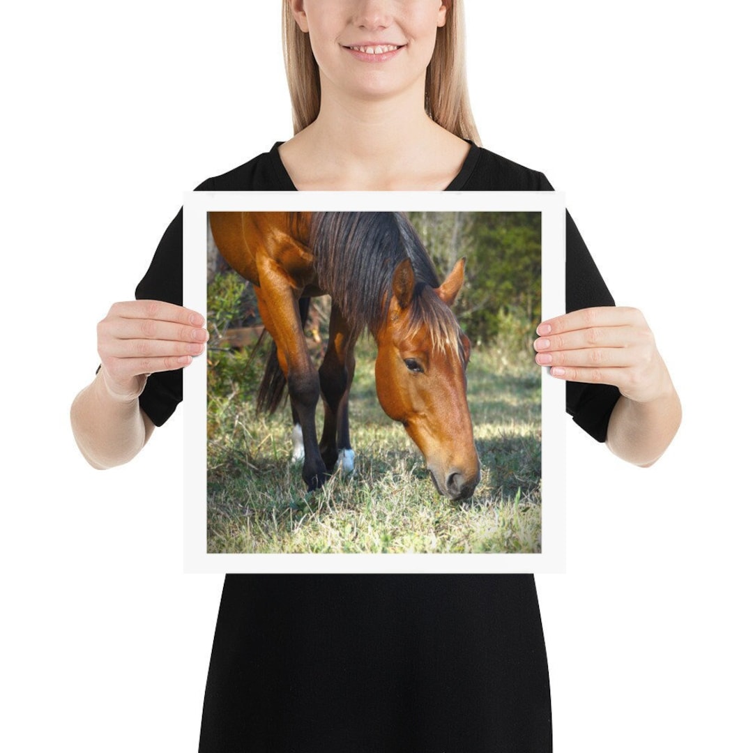 Australian Brumby Poster- VBA Flynn - Etsy