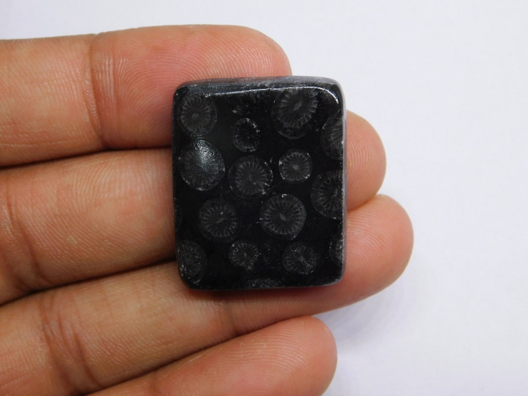 Natural AAA Black Fossil Coral Gemstone Black Fossil Coral - Etsy