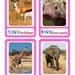 Domestic and Wild Animals Flashcards in Tigrinya - Etsy UK