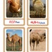 Domestic and Wild Animals Flashcards in Tigrinya - Etsy UK