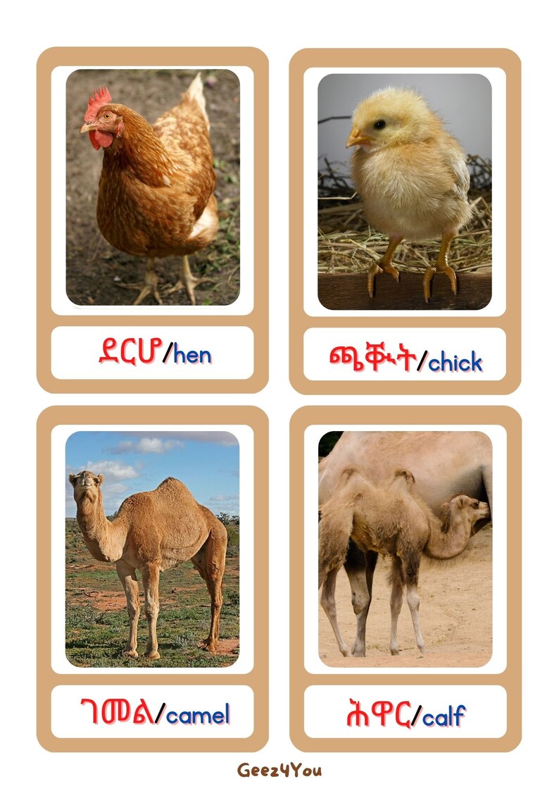 Domestic and Wild Animals Flashcards in Tigrinya - Etsy