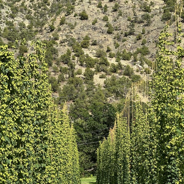Hops - Etsy