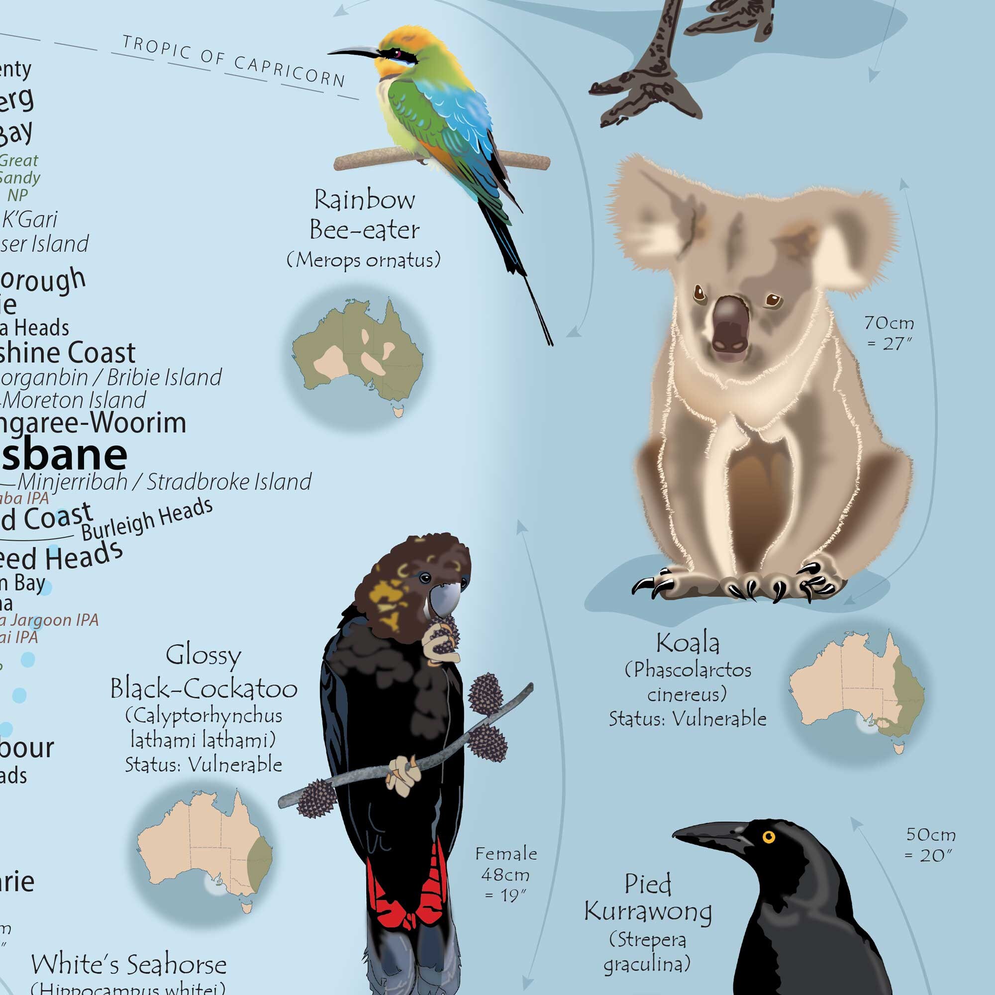 Illustrated Map of Australia - Wildlife - Etsy