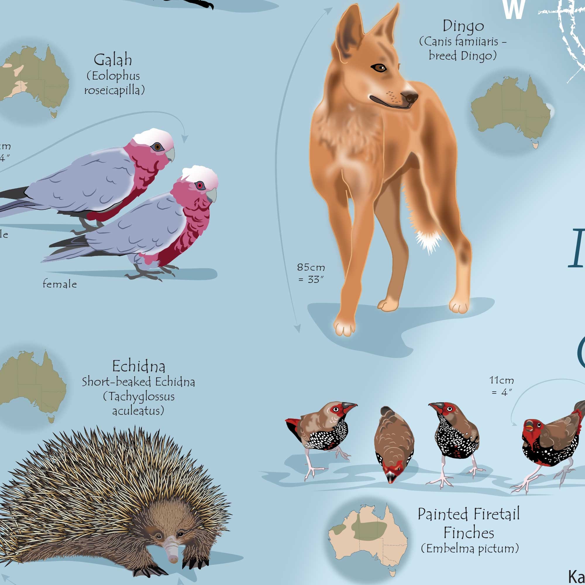 Illustrated Map of Australia - Wildlife - Etsy