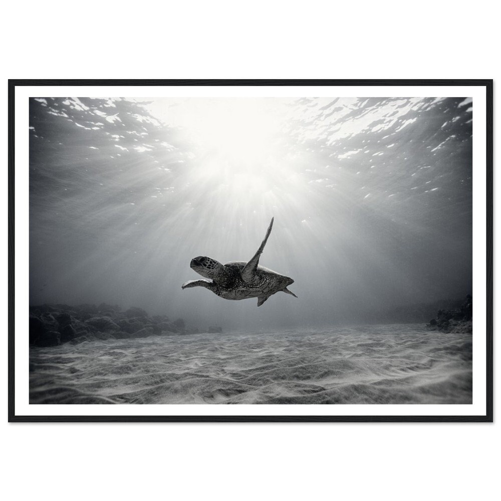 Sea Turtle Black And White Photography