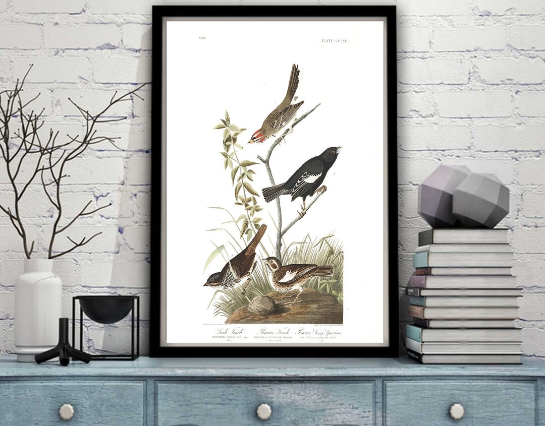 Lark Finch Wild Bird Animal Retro Design Sketch Draw Minimal Minimalist ...