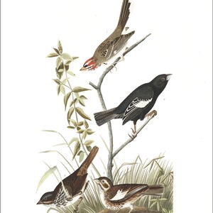 Lark Finch Wild Bird Animal Retro Design Sketch Draw Minimal Minimalist ...