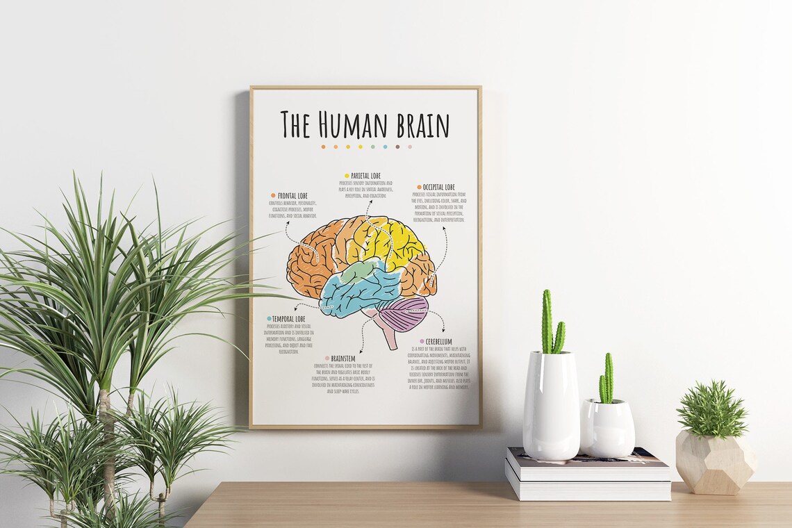 Brain Anatomy Poster, Printable Art, Therapy Office Decor, Brain ...