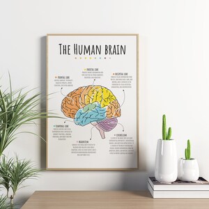 Brain Anatomy Poster, Printable Art, Therapy Office Decor, Brain ...