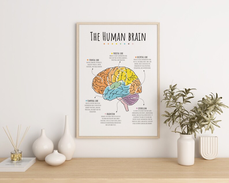 Brain Anatomy Poster, Printable Art, Therapy Office Decor, Brain ...