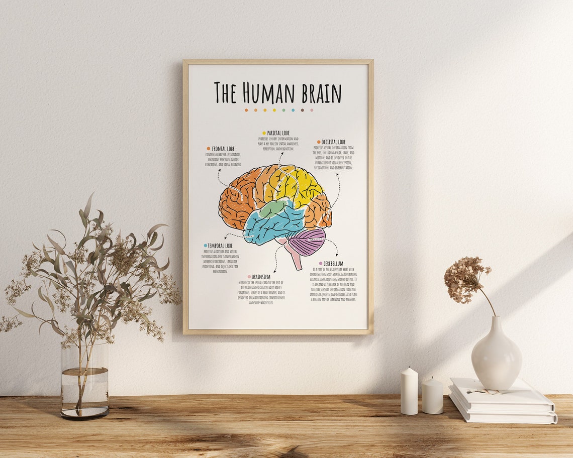 Brain Anatomy Poster, Printable Art, Therapy Office Decor, Brain ...