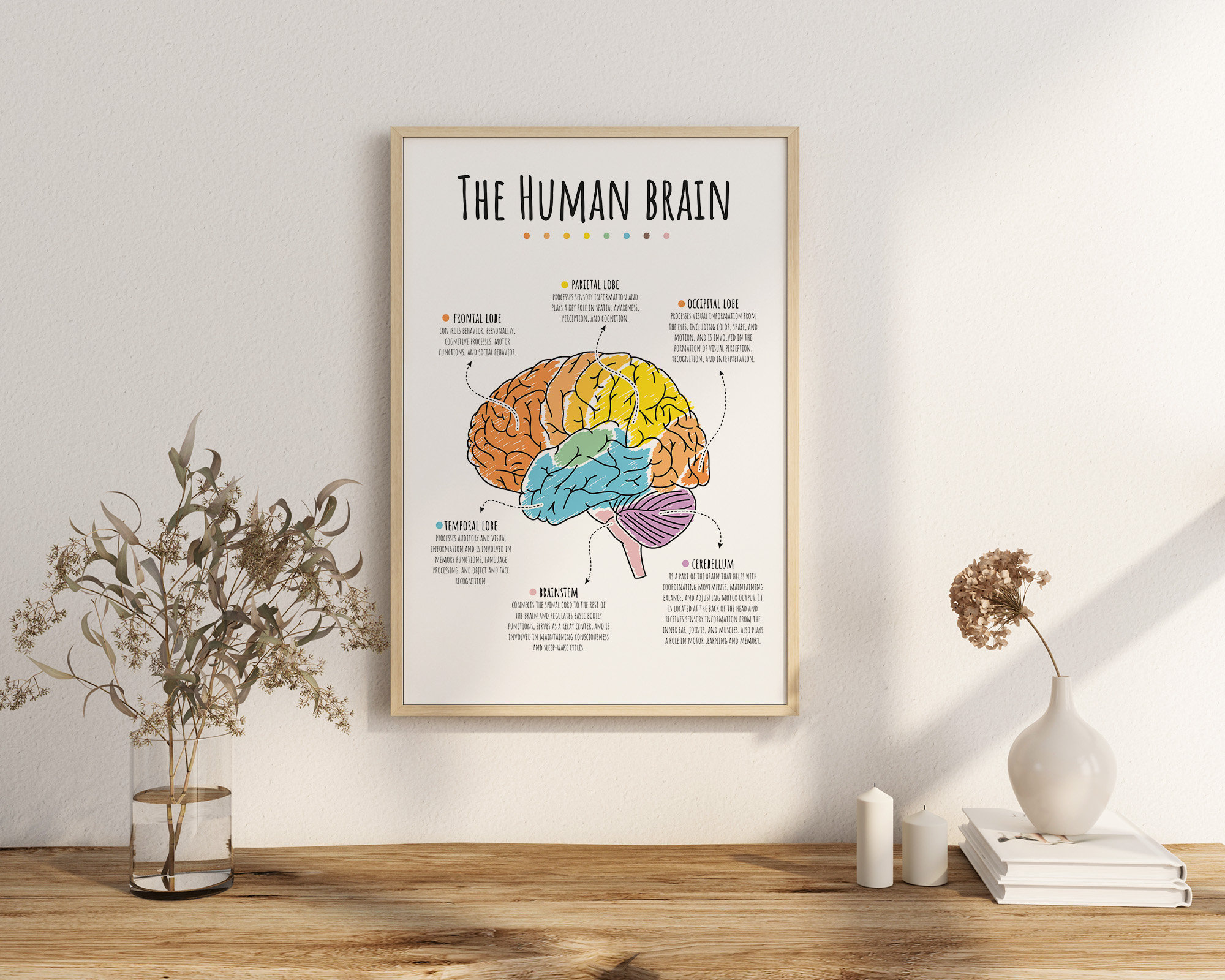 Brain Anatomy Poster, Printable Art, Therapy Office Decor, Brain ...