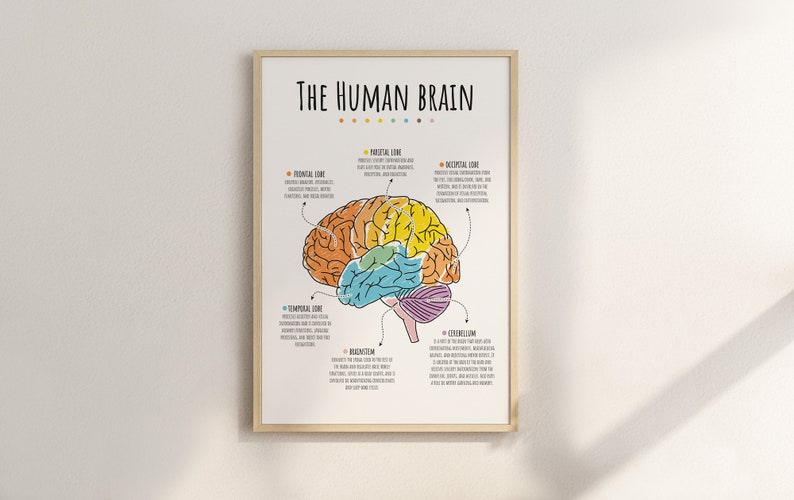 Brain Anatomy Poster, Printable Art, Therapy Office Decor, Brain ...