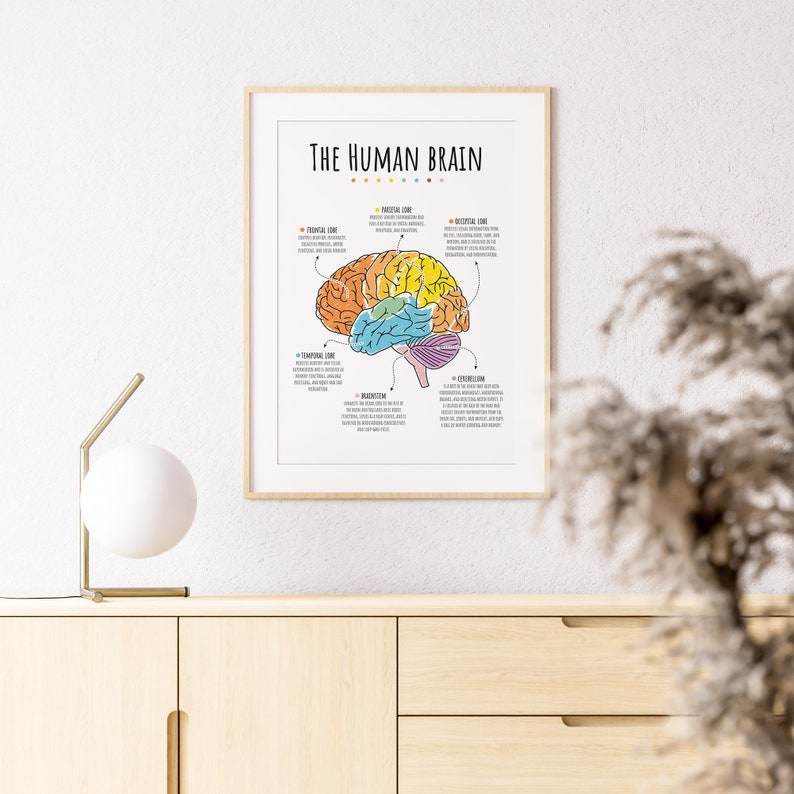 Brain Anatomy Poster, Printable Art, Therapy Office Decor, Brain ...