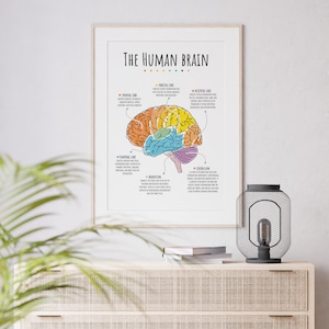 Brain Anatomy Poster, Printable Art, Therapy Office Decor, Brain ...