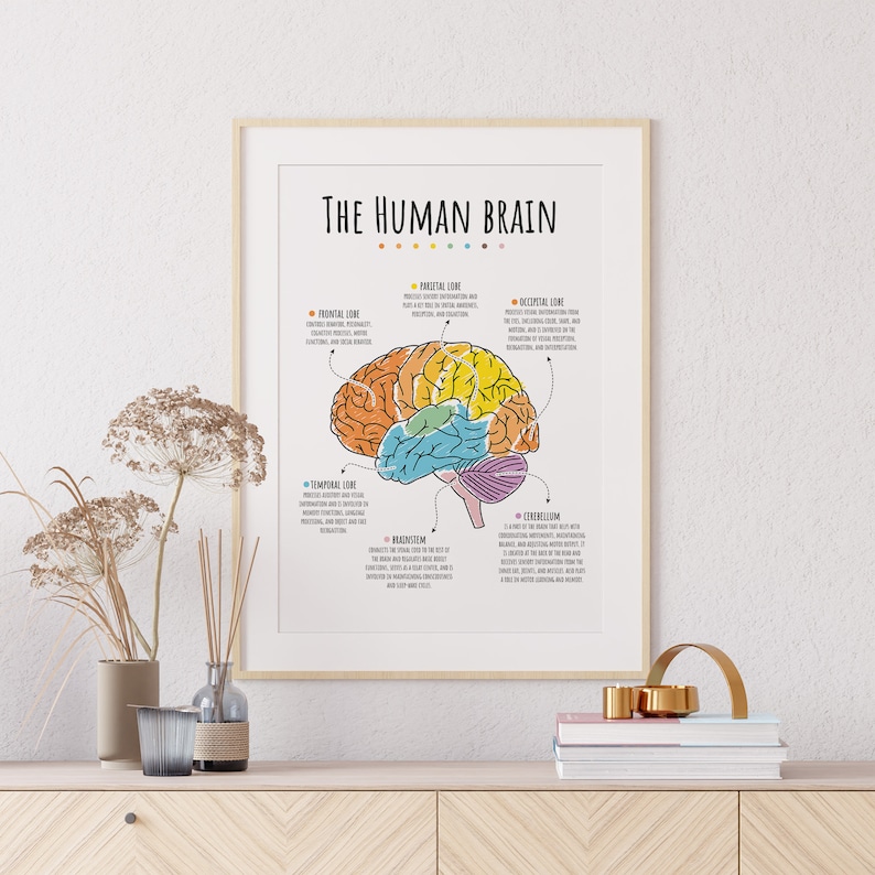 Brain Anatomy Poster, Printable Art, Therapy Office Decor, Brain ...