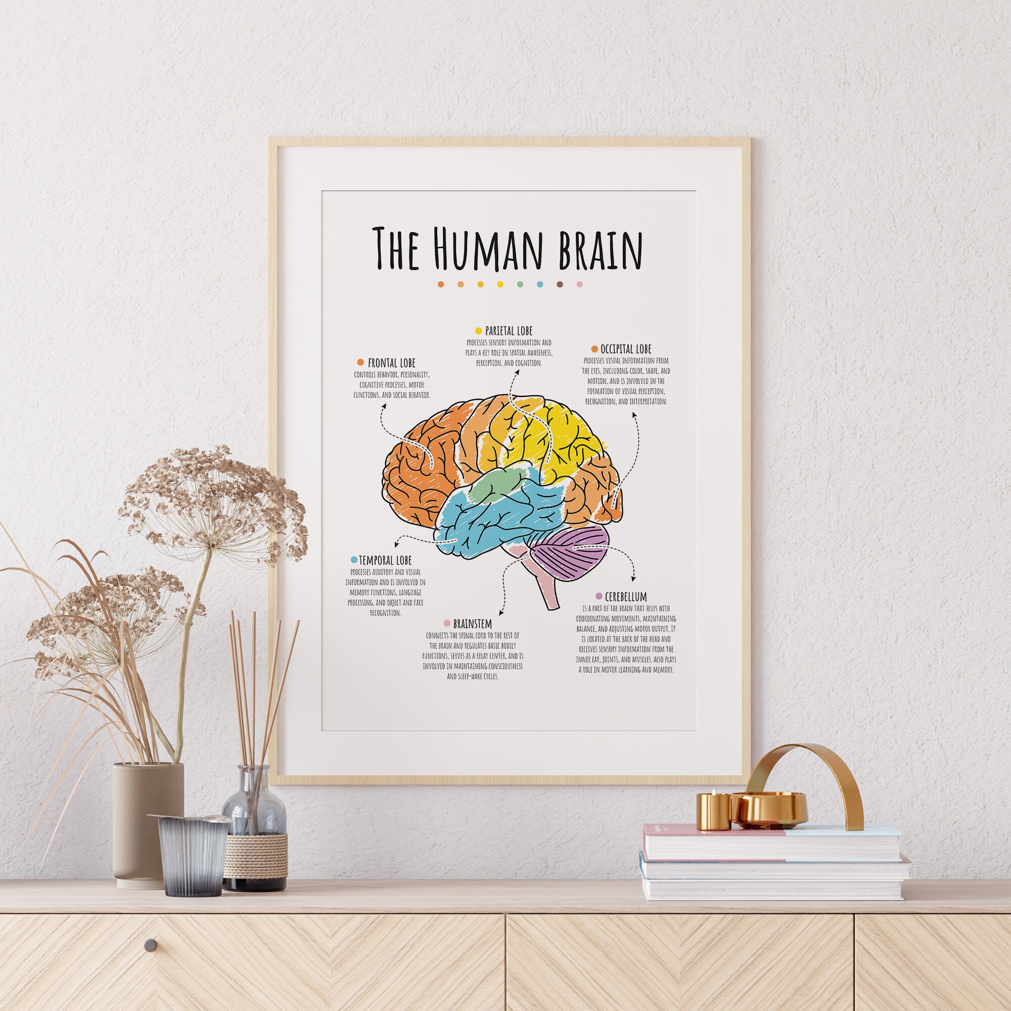 Brain Anatomy Poster, Printable Art, Therapy Office Decor, Brain ...