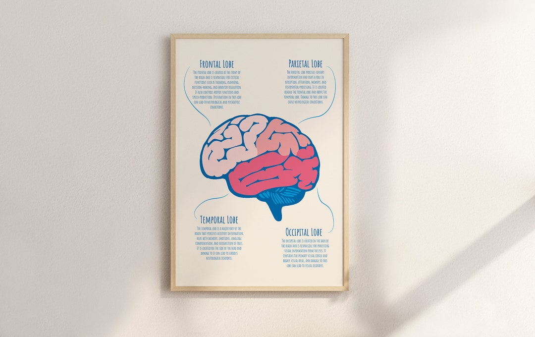Brain Anatomy Poster, Printable Art, Therapy Office Decor, Brain ...