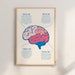 Brain Anatomy Poster, Printable Art, Therapy Office Decor, Brain ...