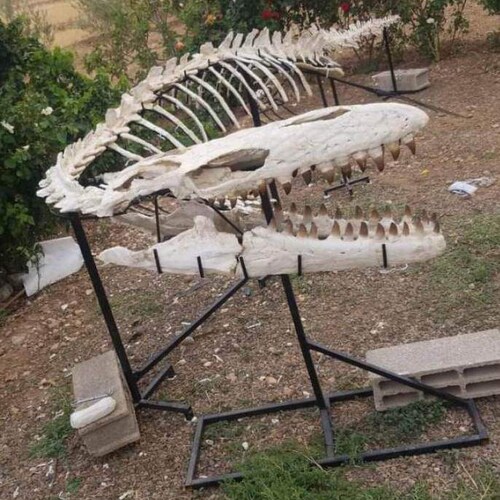 Megfossil - Etsy