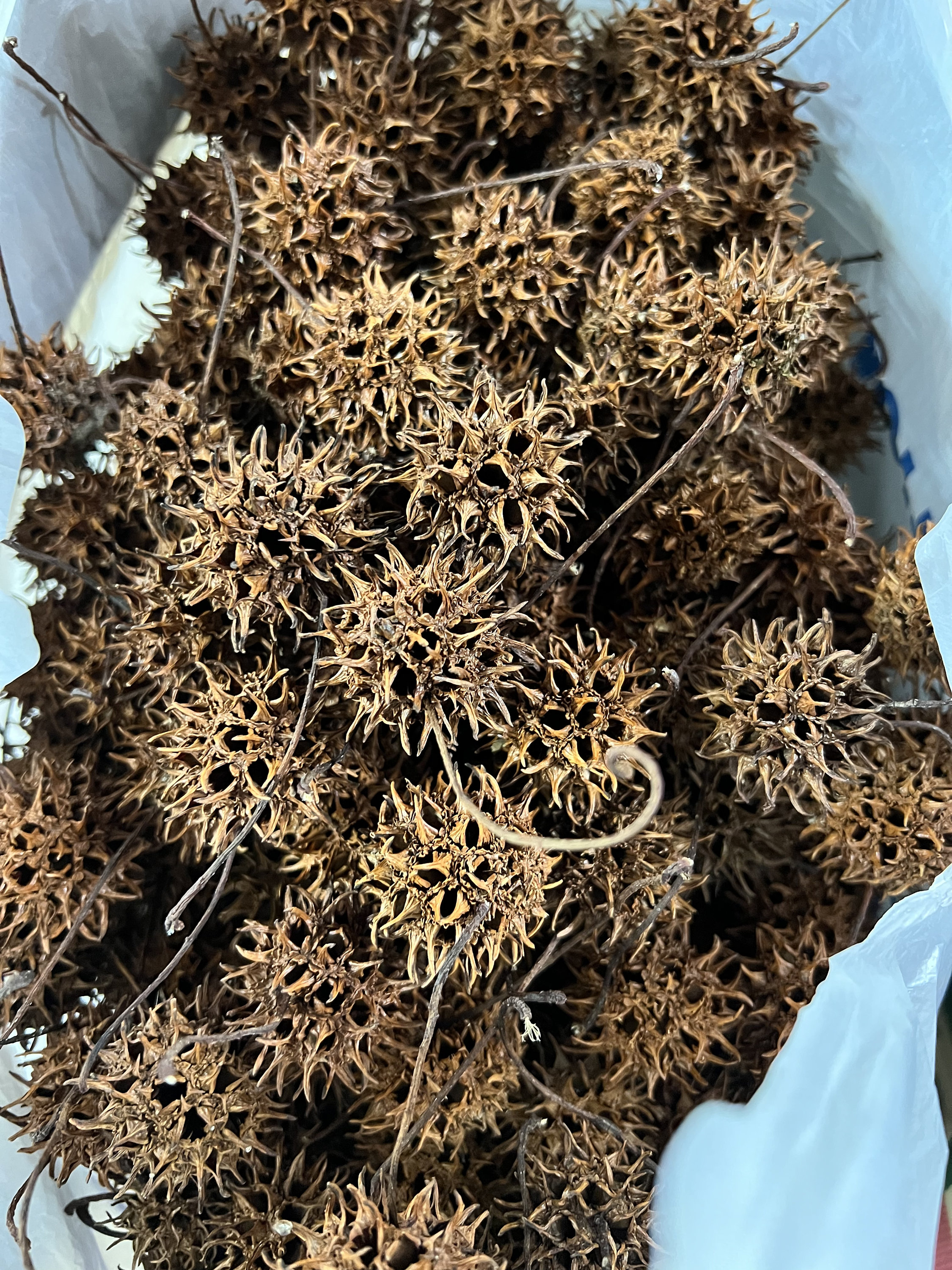Sweet Gum Tree Balls / Seed Pods / Sweet Gum Balls / Natural - Etsy