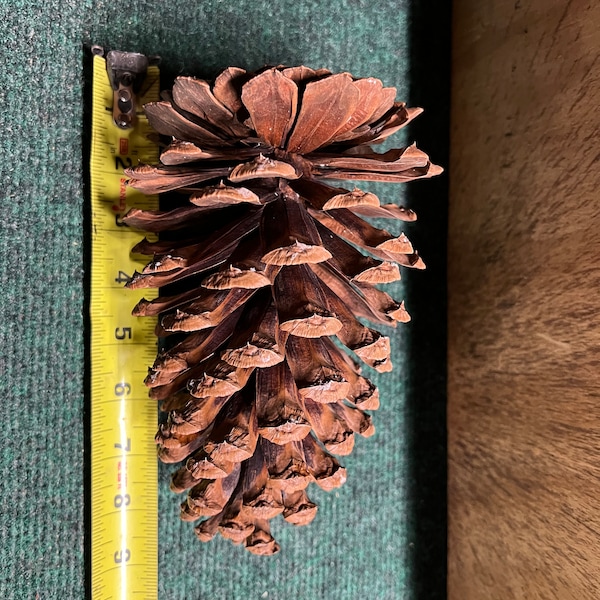Large Pine Cones - Etsy
