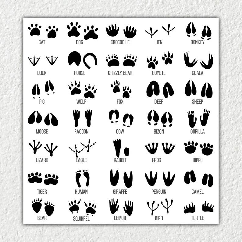 35 ANIMAL FOOTPRINTS Svg Bundle Footstep Svg Animal Paw CRICUT Wildlife ...
