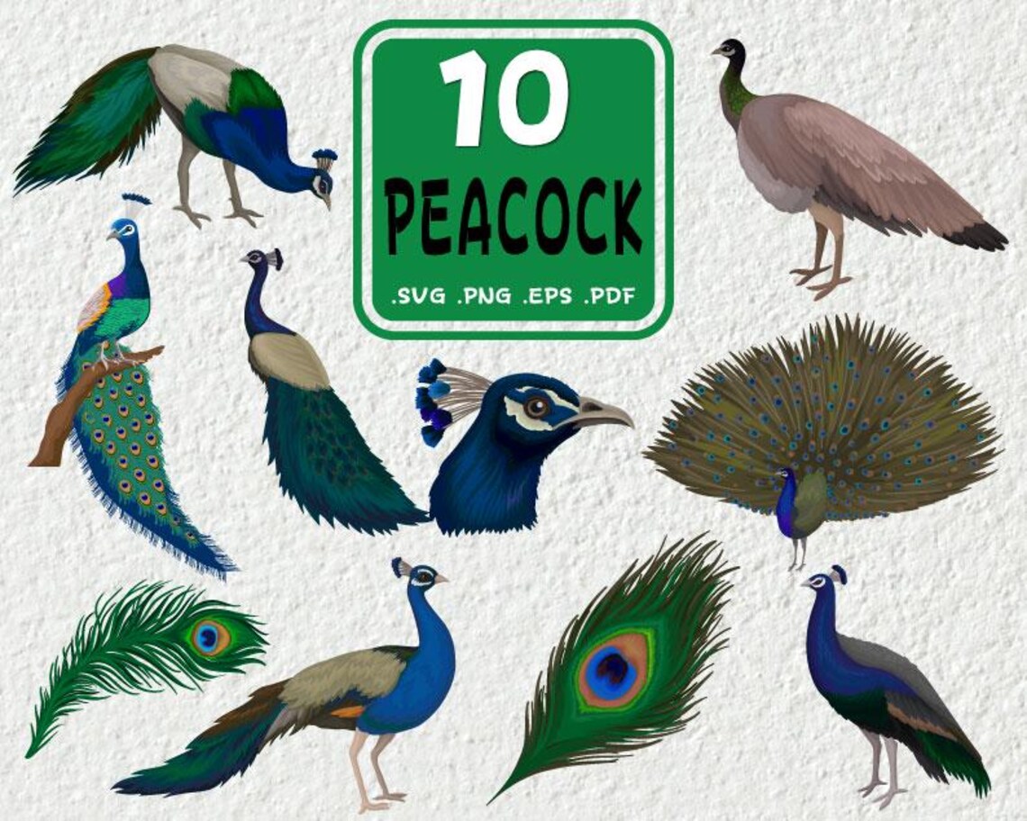 Peacock SVG Bundle, Peacocks Svg, Peacock Png, Peacock Vector, Peacock ...