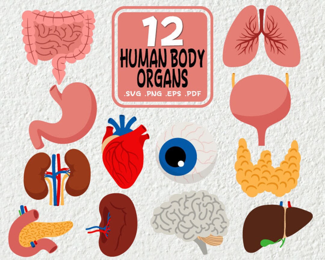 Human Organs Svg Human Anatomy Svg Body Organs PNG Human - Etsy UK
