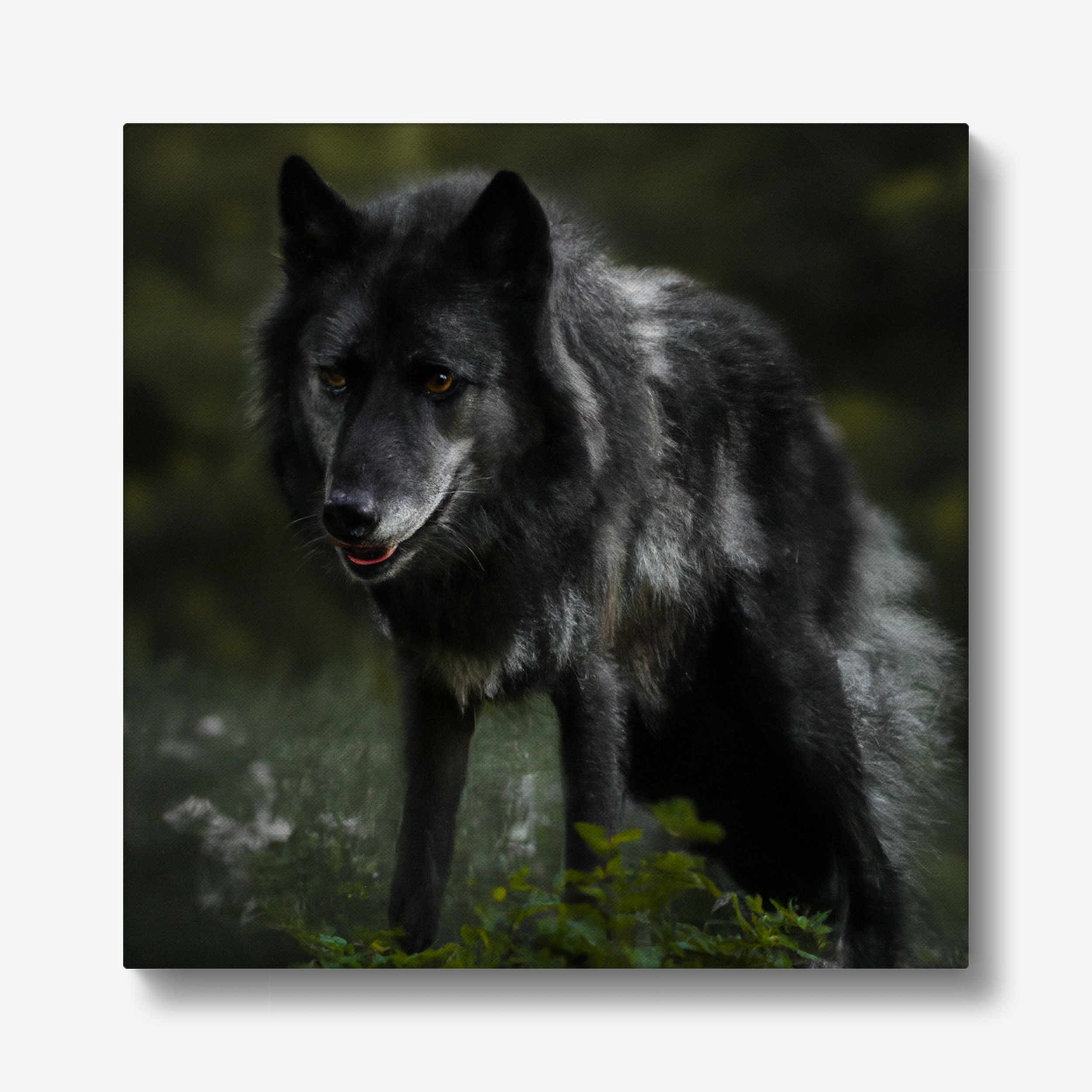 Pure Black Wolf