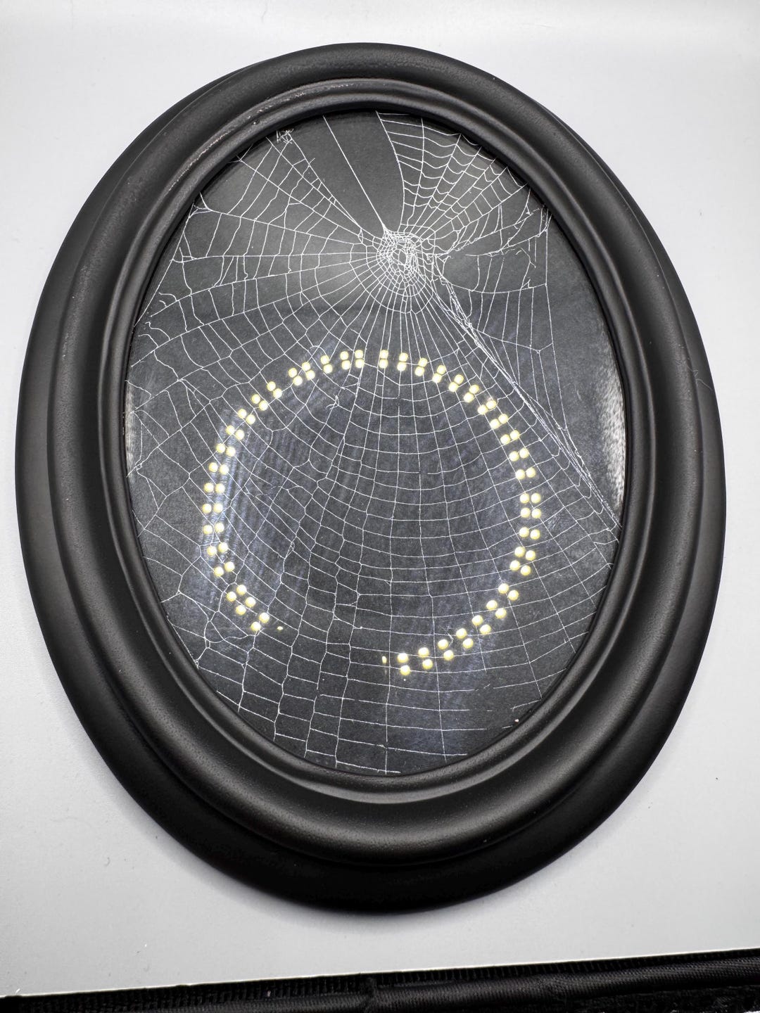 Actual Real Preserved Spiders Web Caught in a Black Oval Picture Frame ...