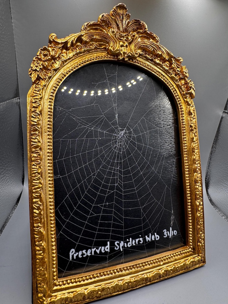 Actual Real Preserved Spiders Web Caught in a Gothic Gold Arch Picture ...