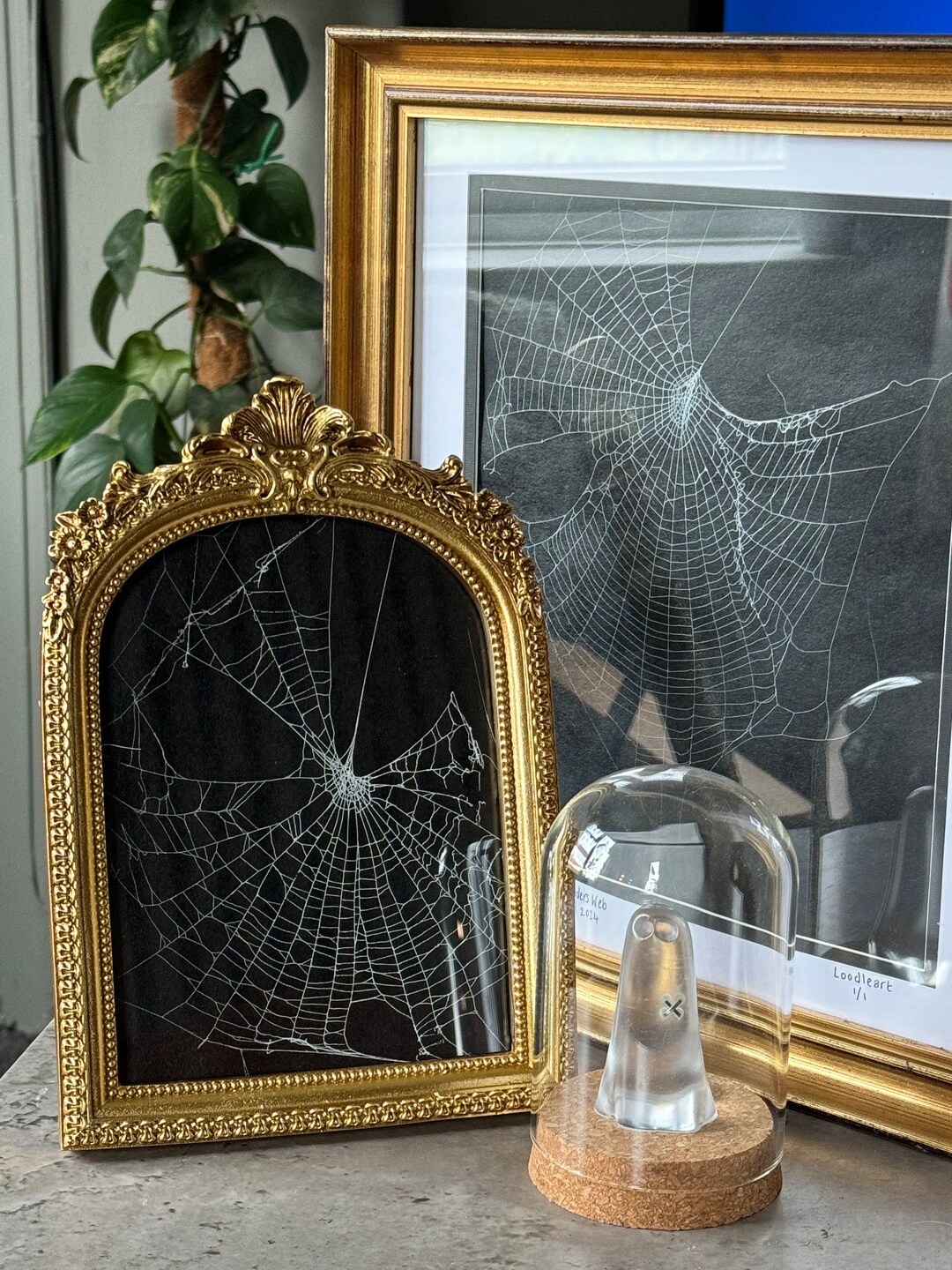 Actual Real Preserved Spiders Web Caught in a Gothic Gold Arch Picture ...